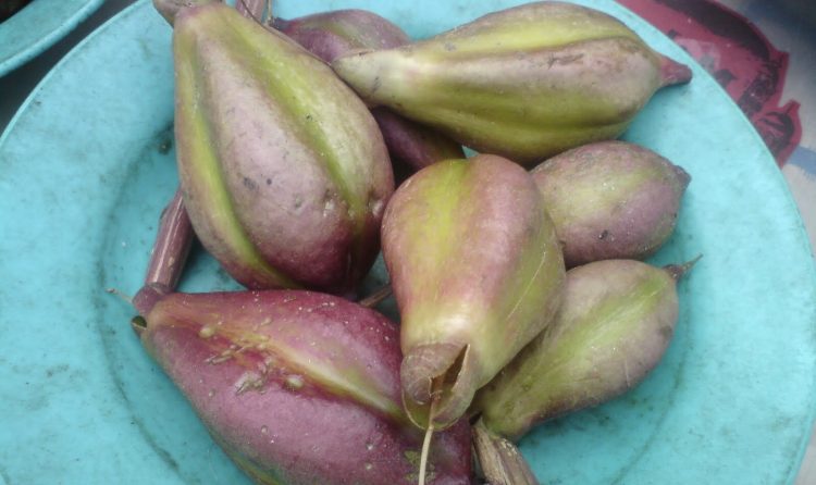 Khasiat yang ada pokok putat | Denaihati