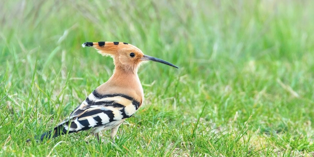 Denai Hatiku Sayang: Sepasang burung Hudhud di Taman Tasik Taiping